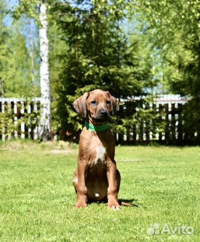 Щенки Родезийского риджбека