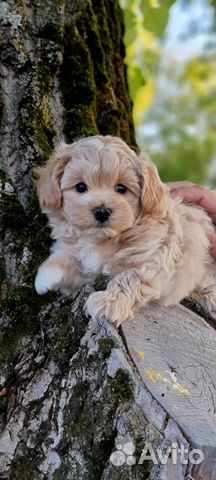 Мальтипу Девочка