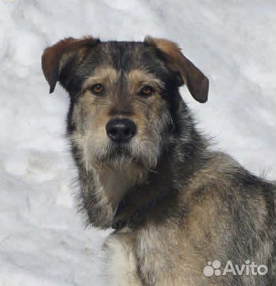 Собака, обученная кинологом