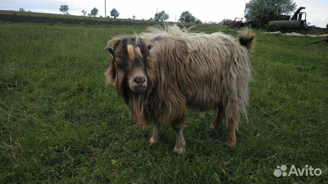 Козел ламанча