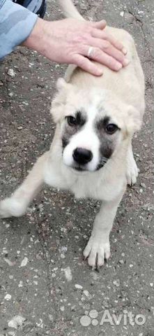 Среднеазиатская овчарка