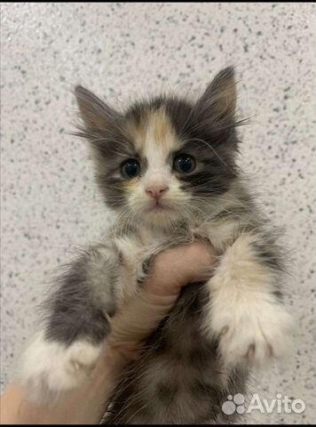 Котёночек ищет хозяина)