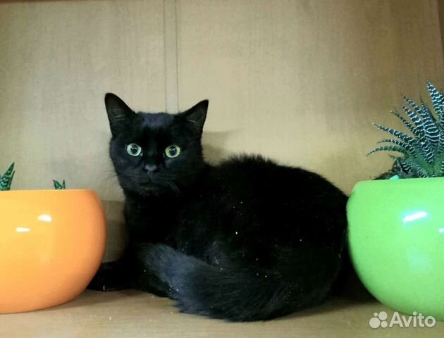 Котик Диего 1 год