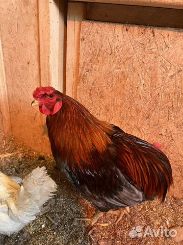 Петух Араукана (англ. Araucana)