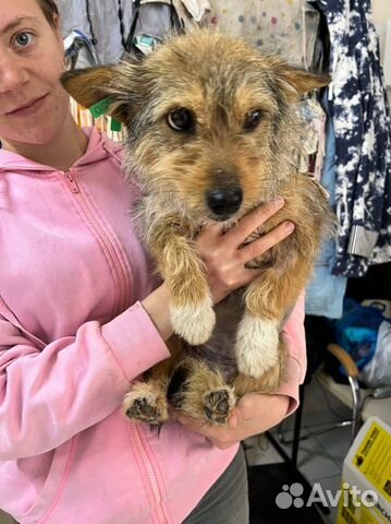 Маленькая ласковая собачка в добрые руки