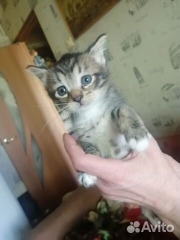 Кроха ищет дом