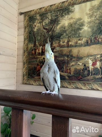 Попугайчик Корелла