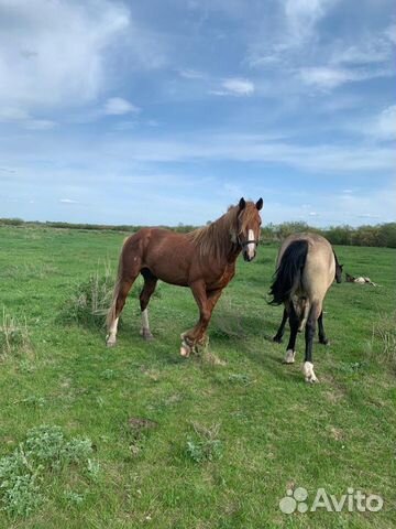 Жеребец 3 года