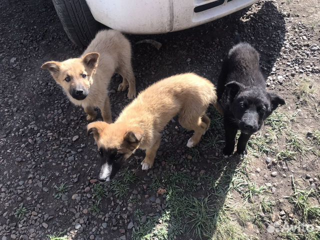 Отдам щенков, суки