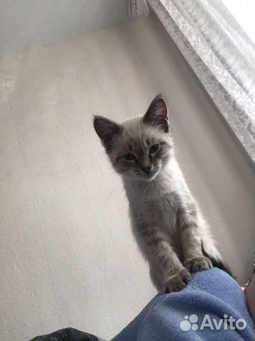 Котенок Тайской породы