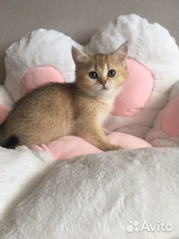 Британский котенок черное золото NY25