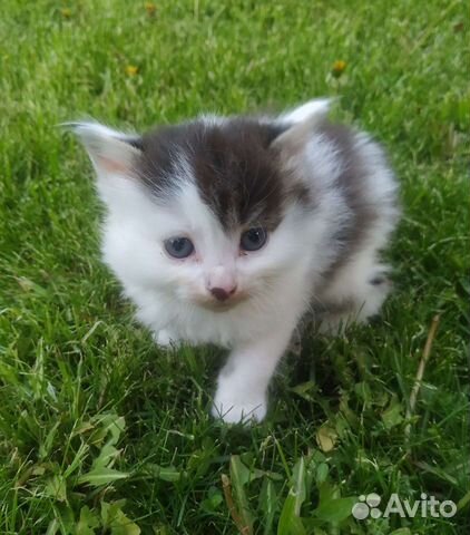 Котенок Твикс в добрые руки