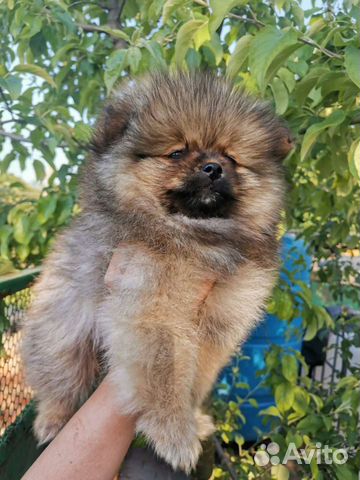 Померанский шпиц