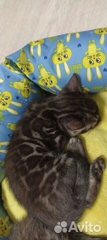 Бенгальские котята