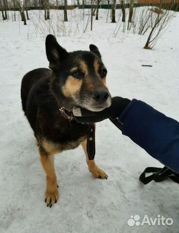 Небольшая собака с больной лапкой давно в приюте