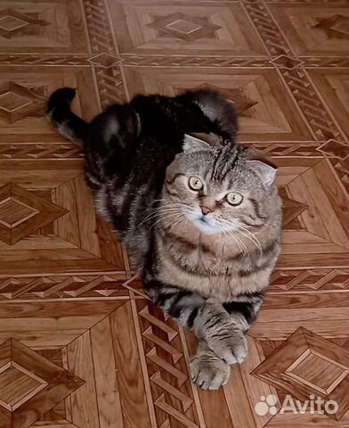 Шотландский вислоухий кот бесплатно