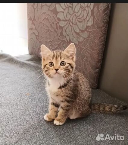 Шотланский котенок игривая ручная девочка