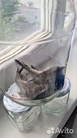 Хищная птица, птенец