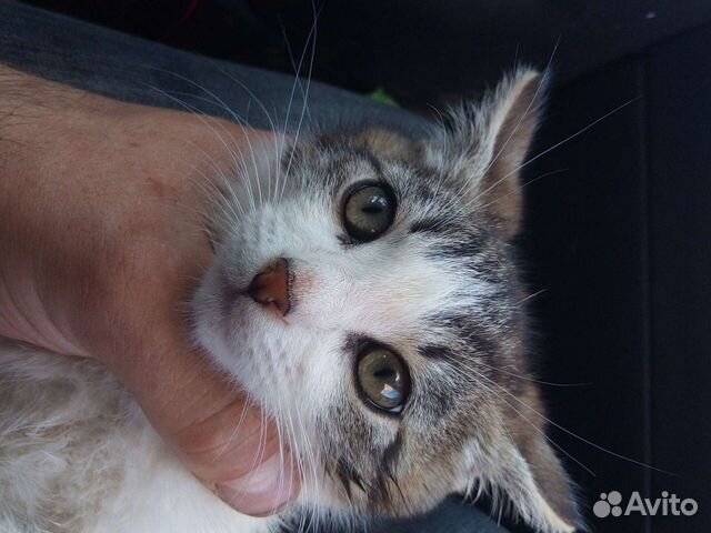Котик обормотик в добрые руки почти бесплатно