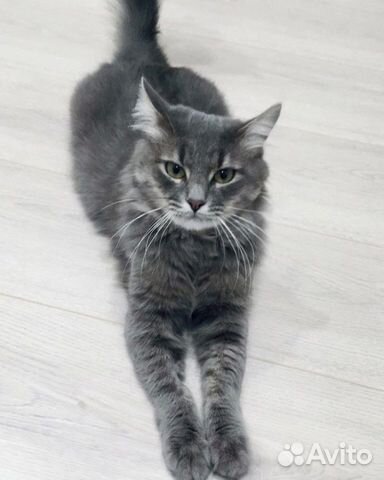 Котик Тёма в заботливые руки