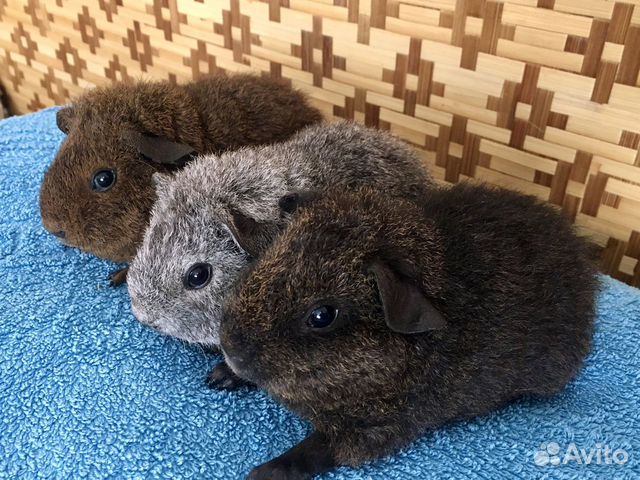 Морские свинки, Американский тедди, самцы