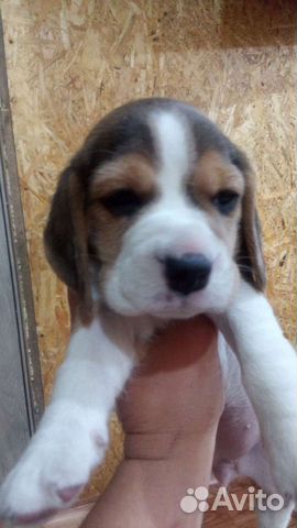 Щенки бигль