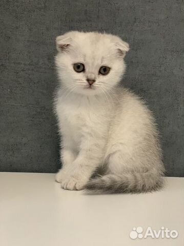 Шотландский вислоухий котенок