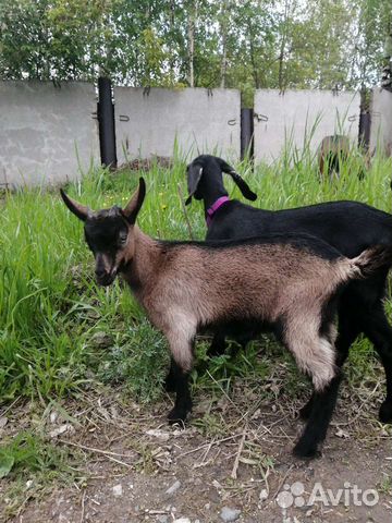 Козлята