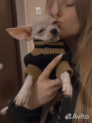 Чихуахуа щенок