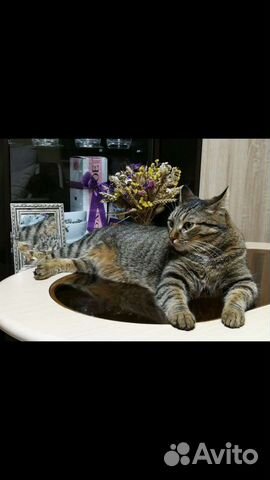 Любимого кота в добрые руки