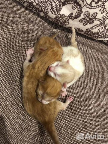 Котята в дар. Нужен дом сегодня