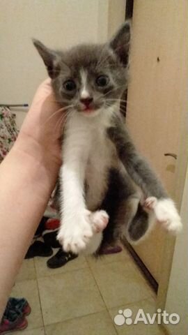 Два прекрасных котенка