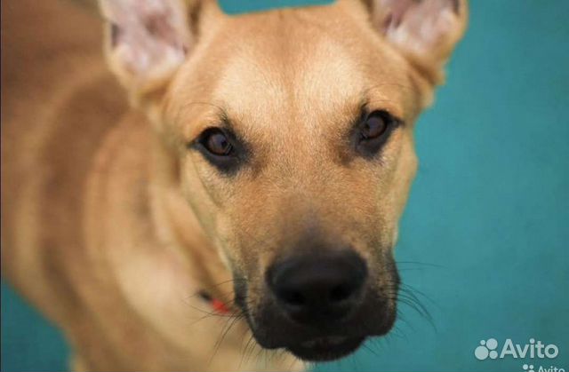 Отдам в добрые руки