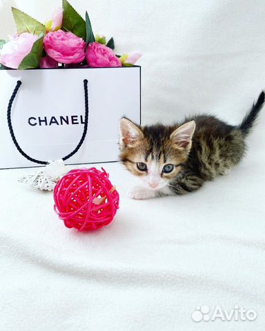 Котенок