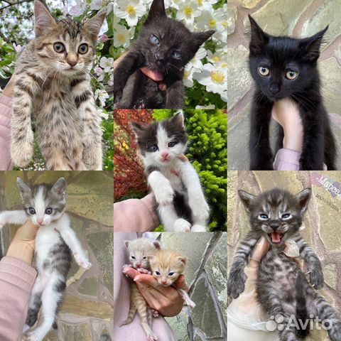 Котята в поисках семьи