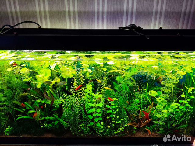 Растения для аквариума