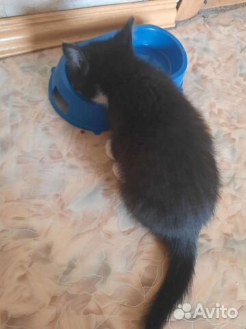 Кошка в дар бесплатно
