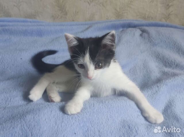 Очаровательная маленькая кошечка, в добрые руки