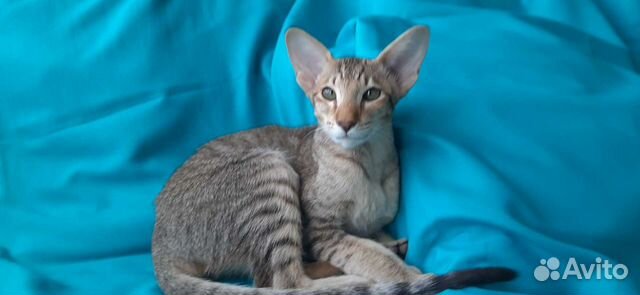 Ориентальная кошечка