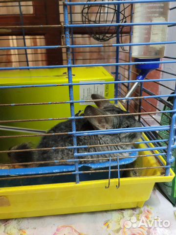 Серебристая шиншилла