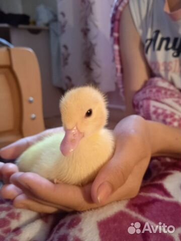 Индоутенок или мускусный утёнок