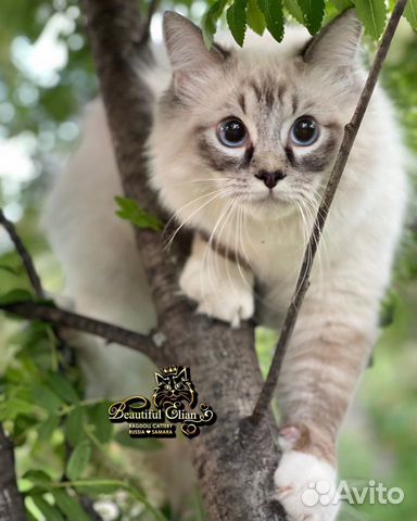 Котёнок рэгдолл