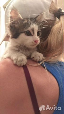 Нашли котенка(кто-то потерял)