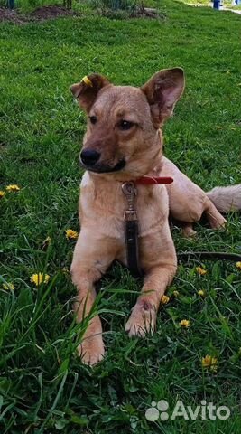 Щенок подросток Лиса в добрые руки