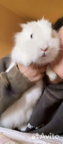 Кролики ангорские