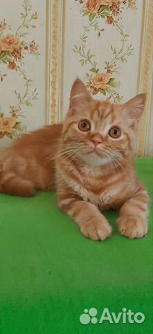 Рыжий котёнок скоттиш Страйт