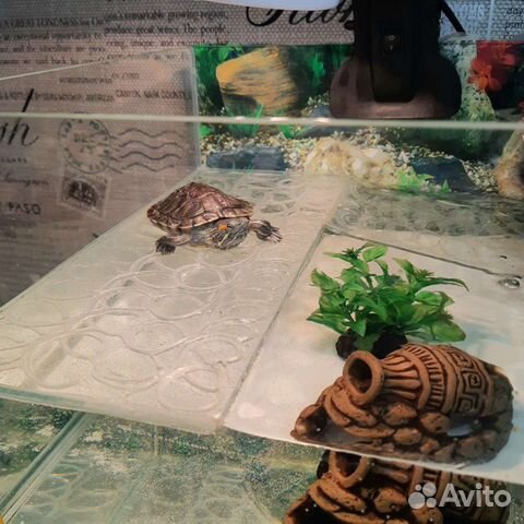 Террариум для красноухой черепахи