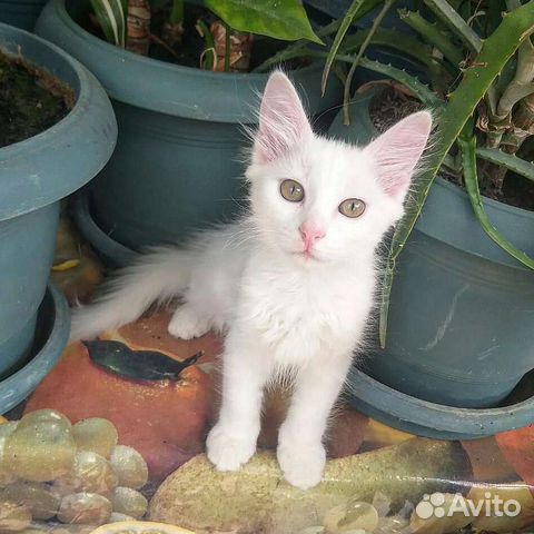 Котята В дар