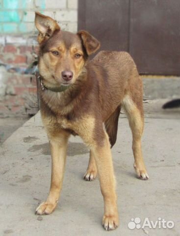 Каштанка ищет дом