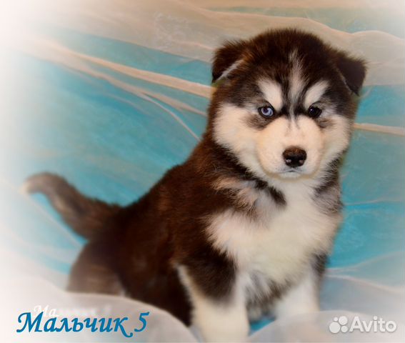 Хаски щенки